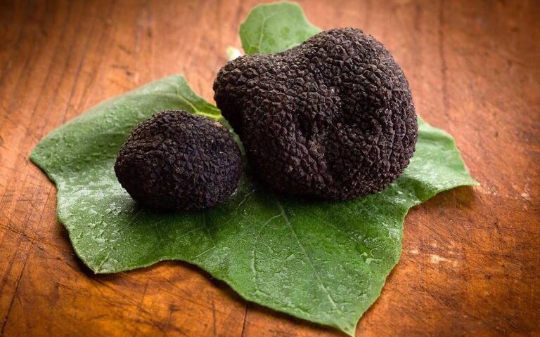 La truffe noire d'hiver fraîche du Périgord » tuber melanosporum