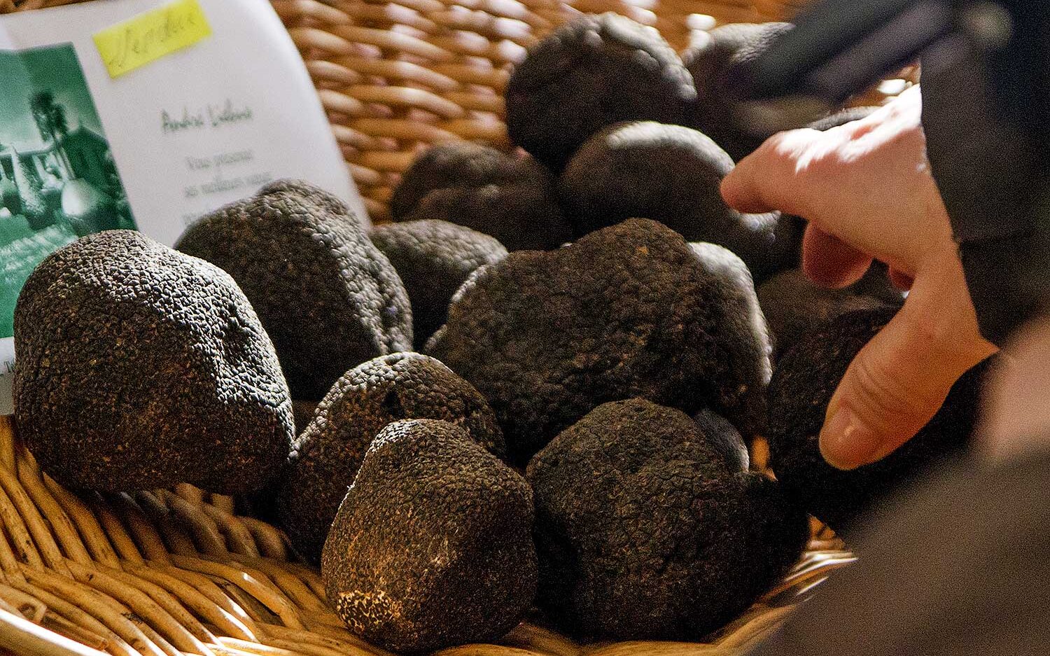 Actualité de la truffe noire d'hiver fraîche du Périgord